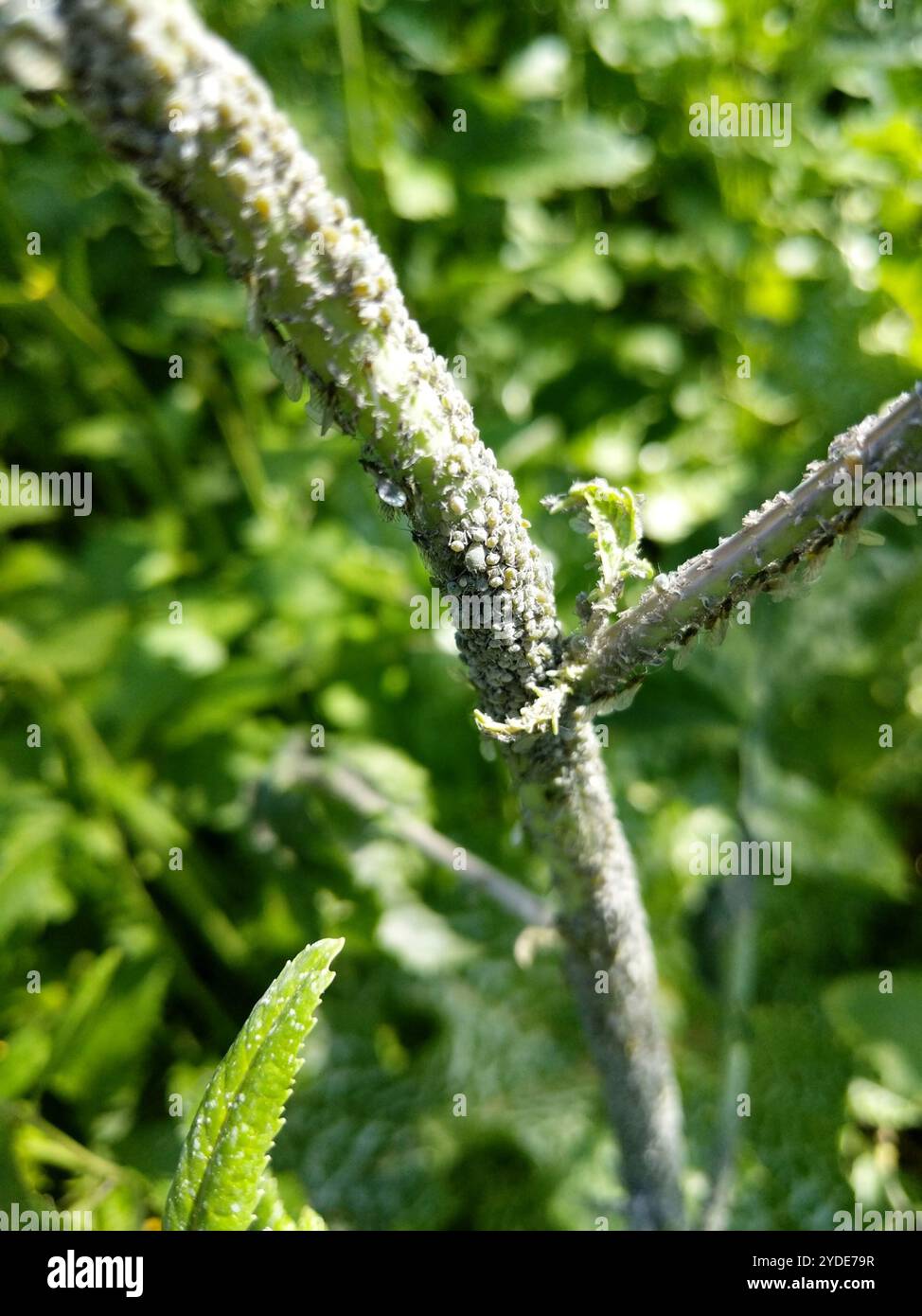 Cabbage Aphid (Brevicoryne brassicae Stock Photo - Alamy