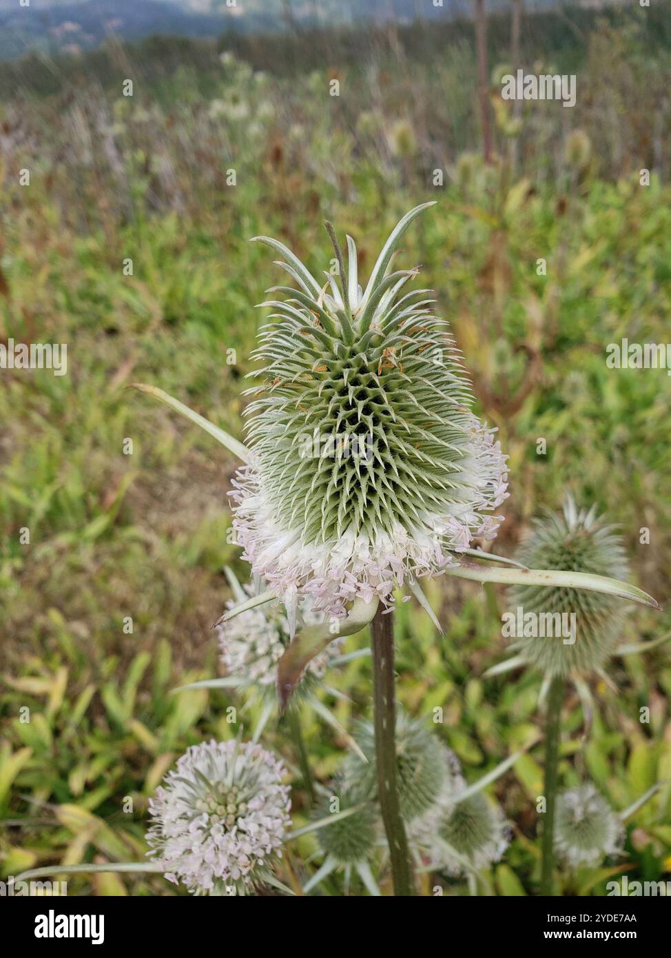 fuller's teasel (Dipsacus sativus Stock Photo - Alamy