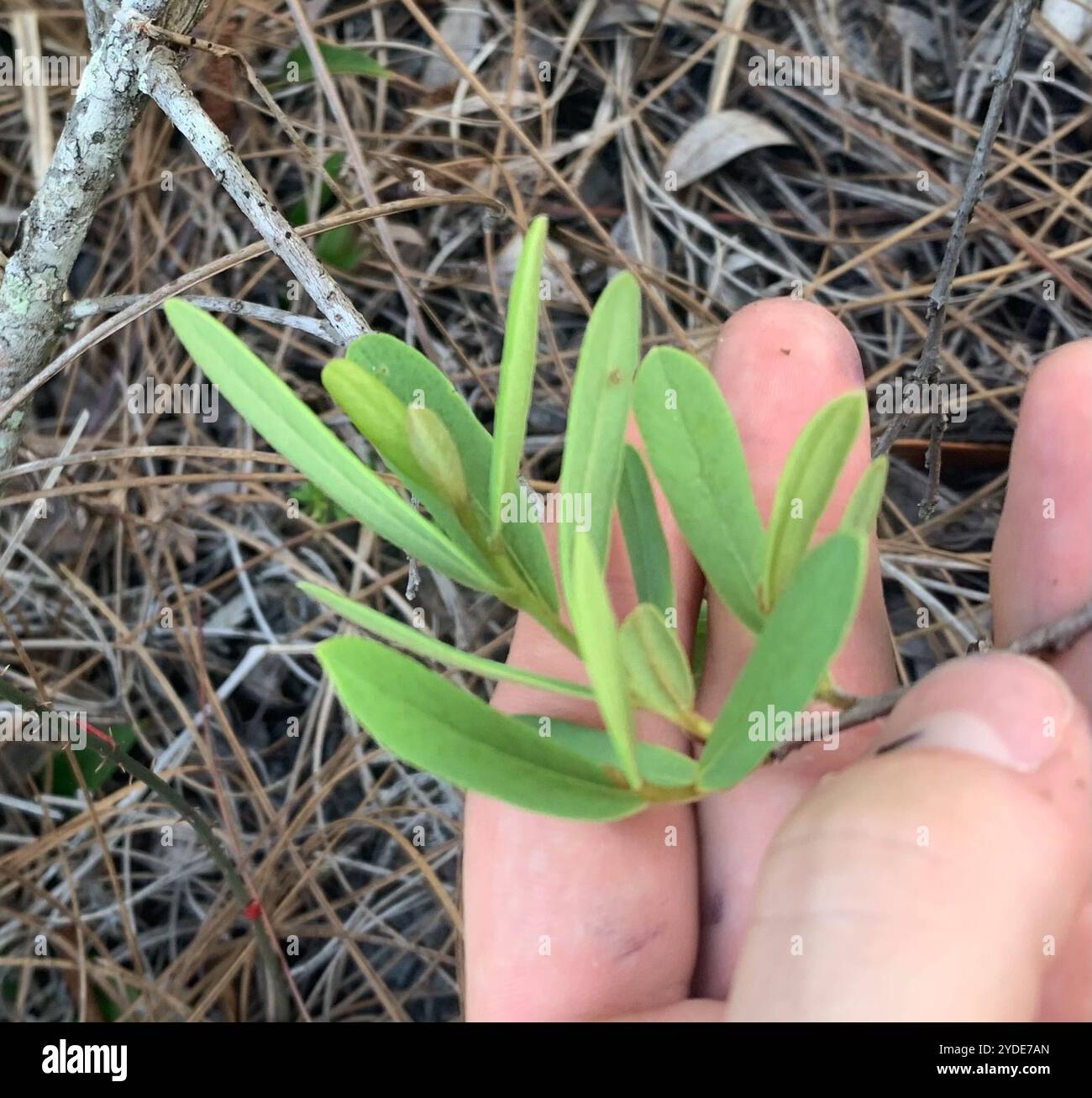 netted pawpaw (Asimina reticulata Stock Photo - Alamy