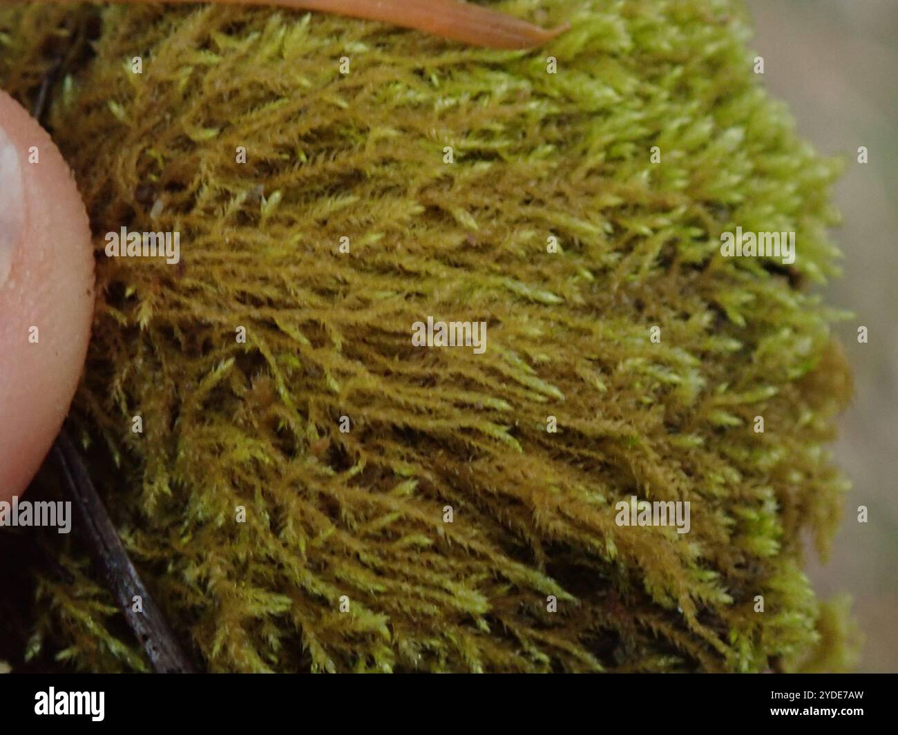 Velvet Ragged Moss (Brachytheciastrum velutinum velutinum Stock Photo ...