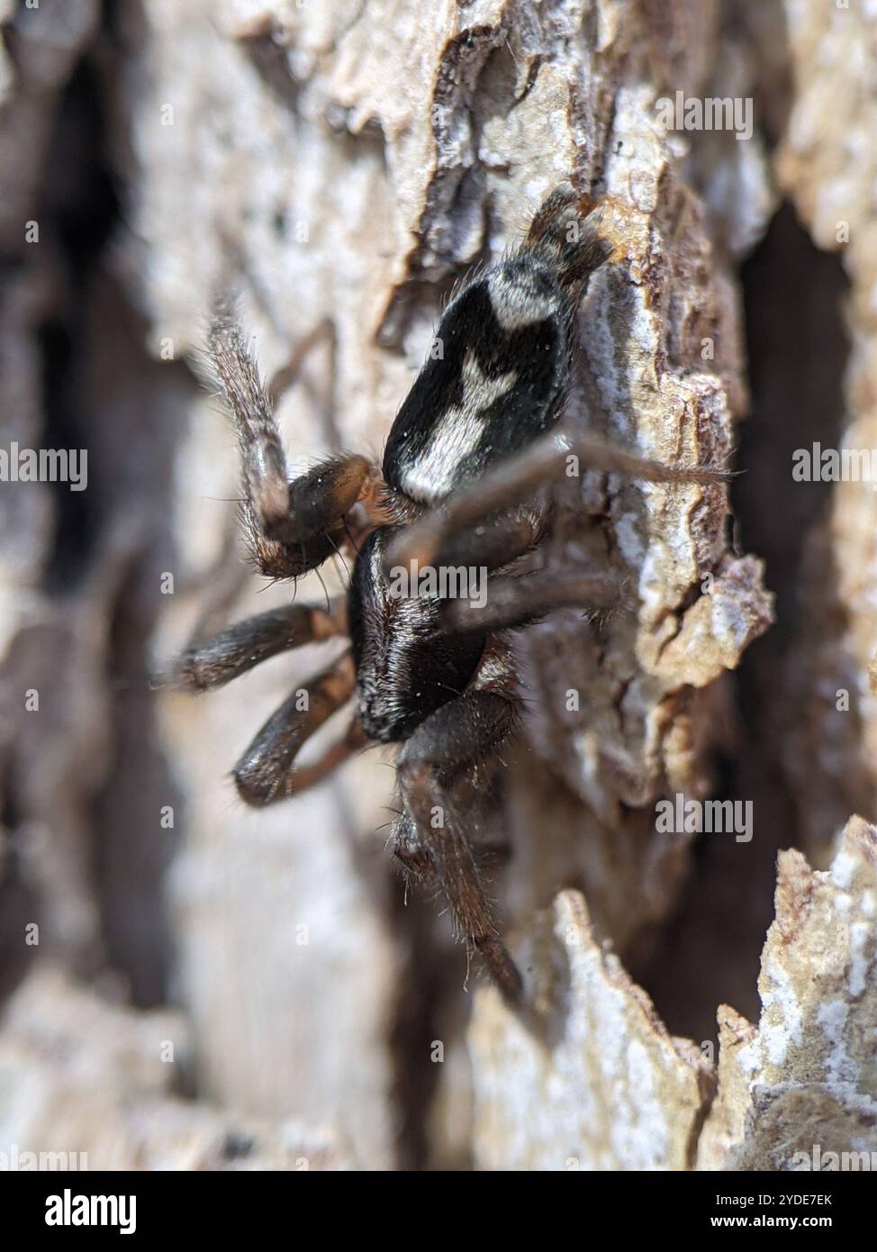 Eastern Parson Spider (Herpyllus ecclesiasticus Stock Photo - Alamy