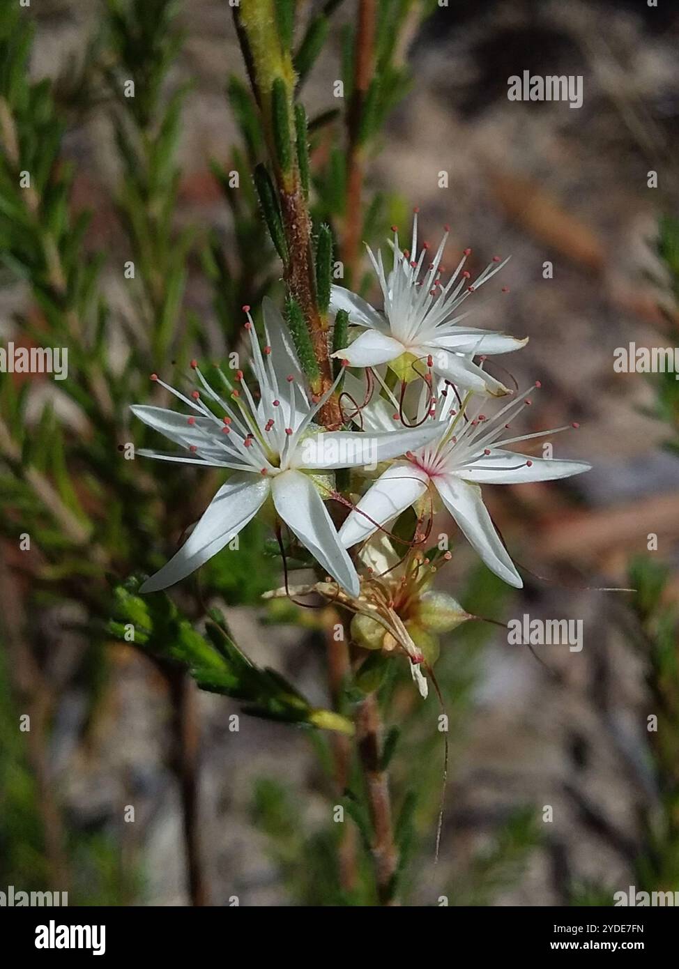 Fringe Myrtle (Calytrix tetragona Stock Photo - Alamy