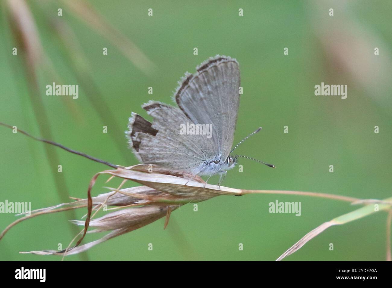 Common Grass-blue (Zizina otis labradus Stock Photo - Alamy