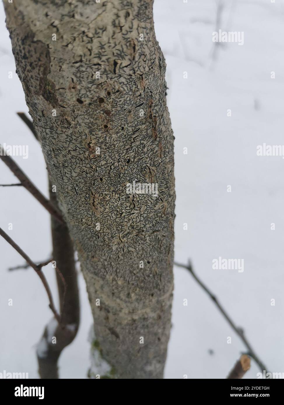 Common Script Lichen (Graphis scripta Stock Photo - Alamy