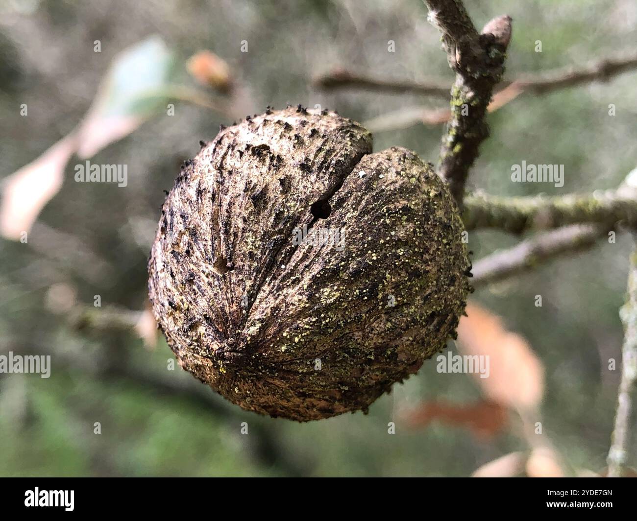 Live Oak Apple Gall Wasp (Amphibolips quercuspomiformis Stock Photo - Alamy