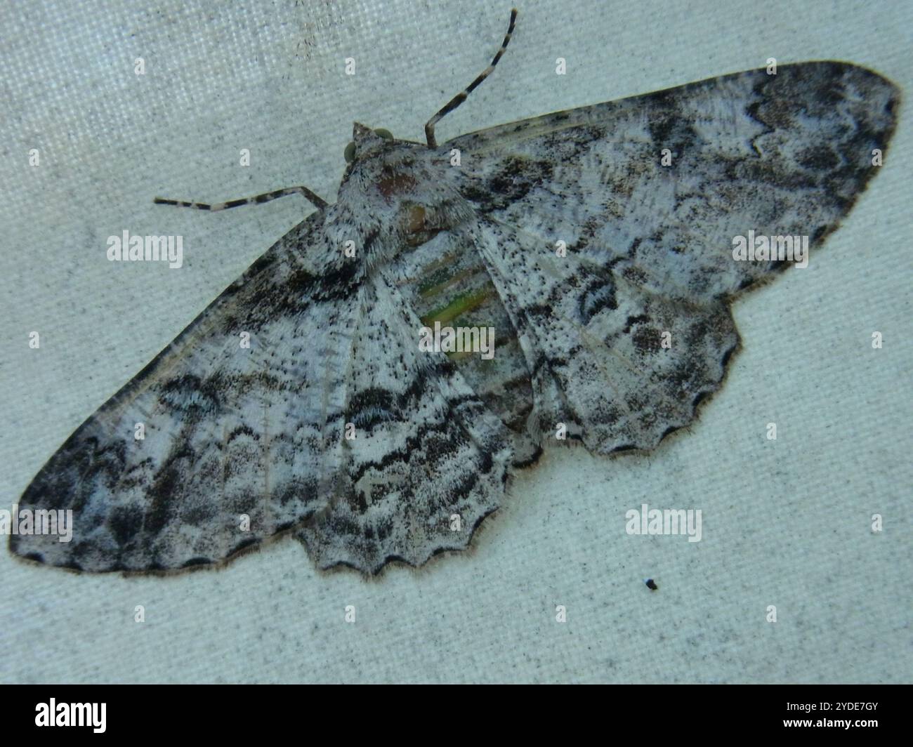 Ascotis hi-res stock photography and images - Alamy
