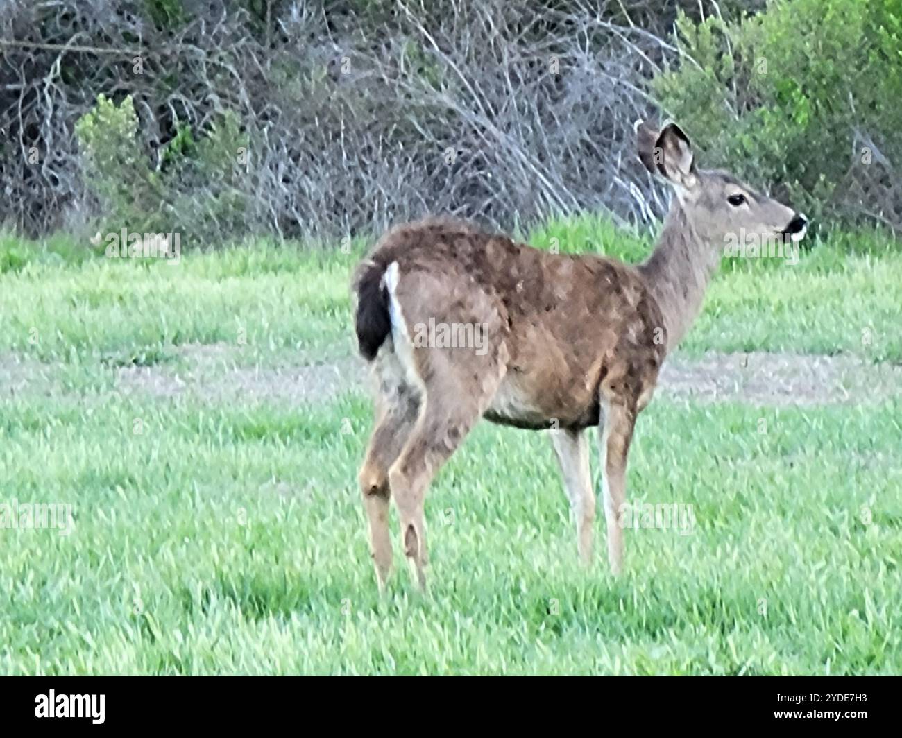 Columbian Black-tailed Deer (Odocoileus hemionus columbianus Stock ...