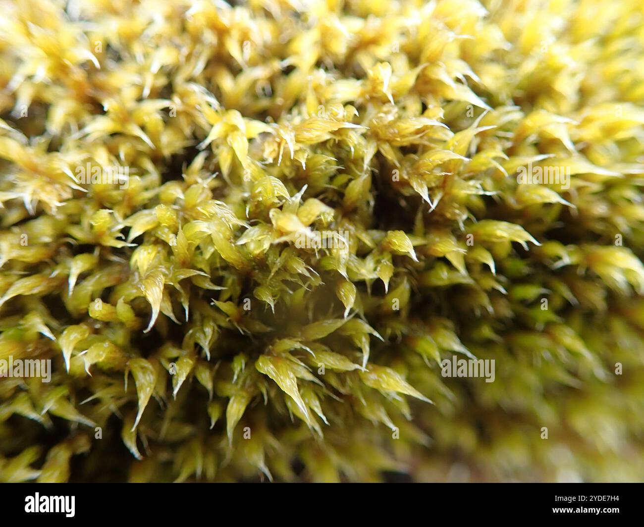 Woolly Fringe-moss (Racomitrium lanuginosum Stock Photo - Alamy