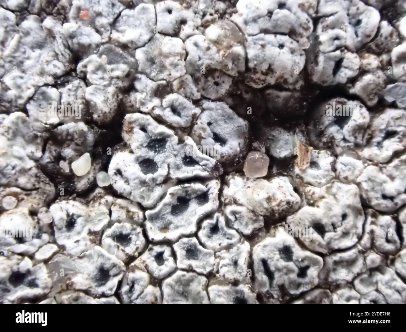 Chiseled Sunken Disk Lichen (Circinaria contorta Stock Photo - Alamy