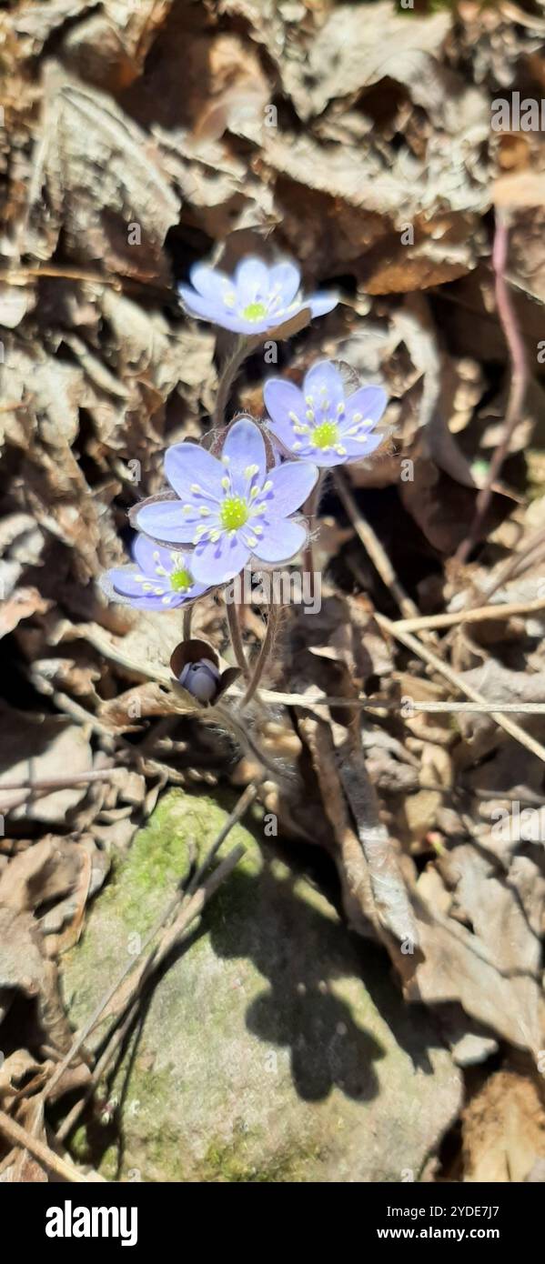 round-lobed hepatica (Hepatica americana Stock Photo - Alamy