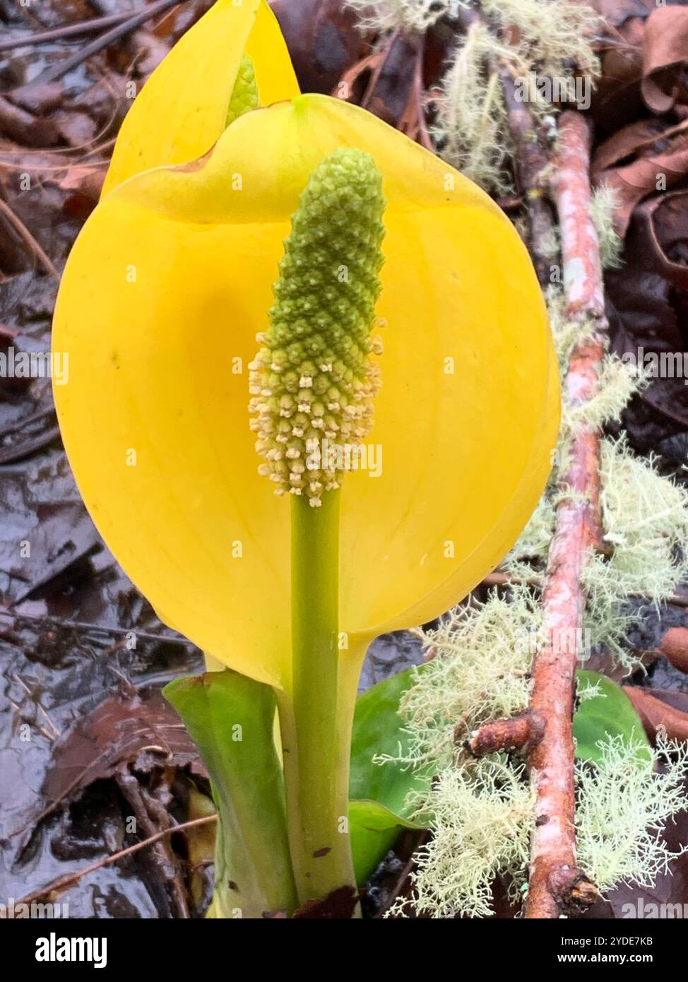 western skunk cabbage (Lysichiton americanus Stock Photo - Alamy