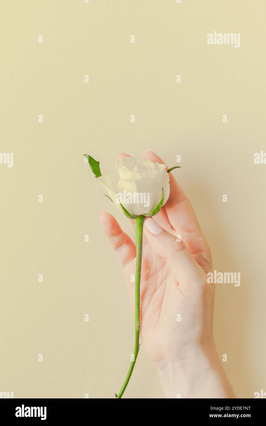 Fresh white roses bouquet Stock Photo - Alamy