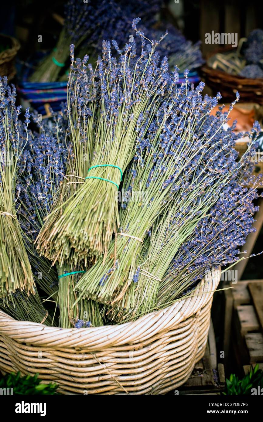 Dry Lavender Bunches Stock Photo - Alamy