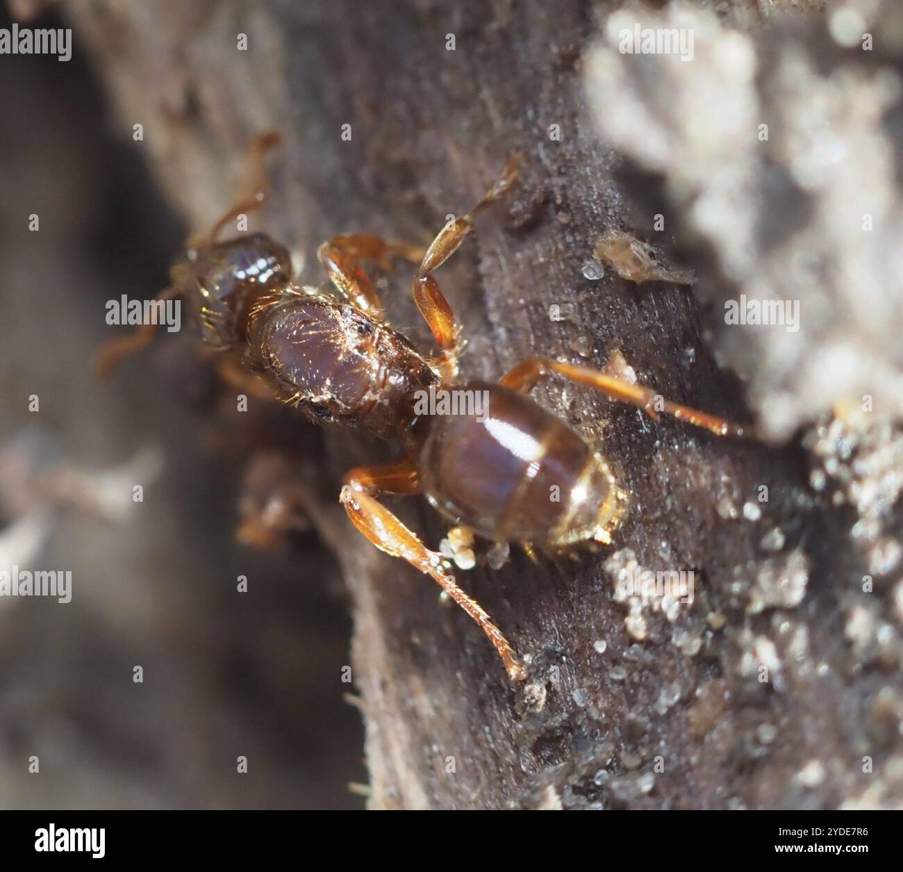 Common Citronella Ant (Lasius claviger Stock Photo - Alamy