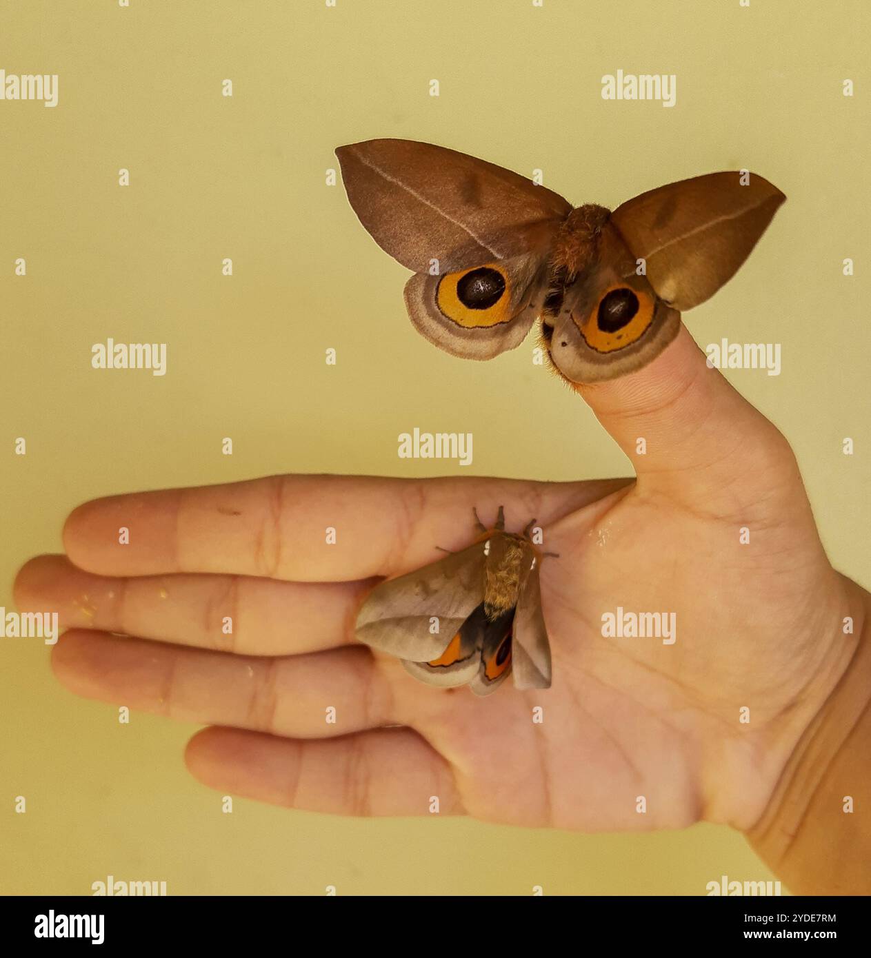 Automeris naranja hi-res stock photography and images - Alamy