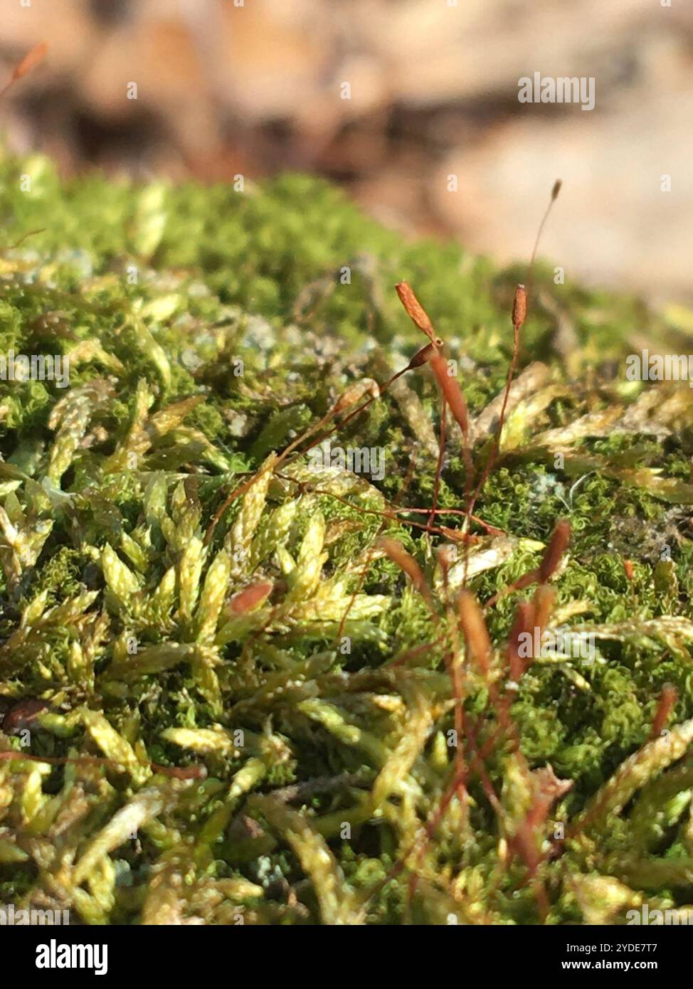 seductive entodon moss (Entodon seductrix Stock Photo - Alamy