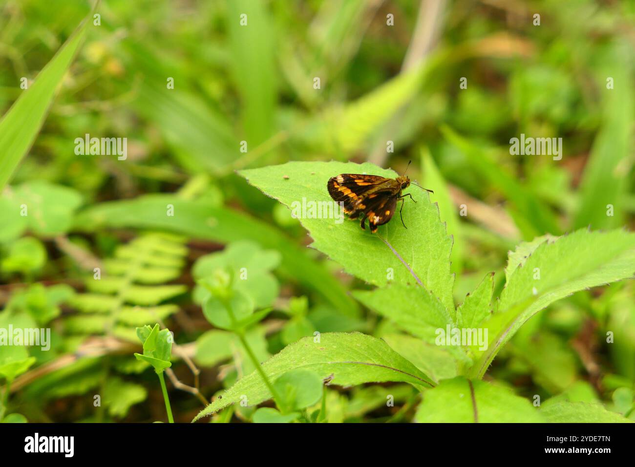 Chinese Dart (Potanthus confucius Stock Photo - Alamy