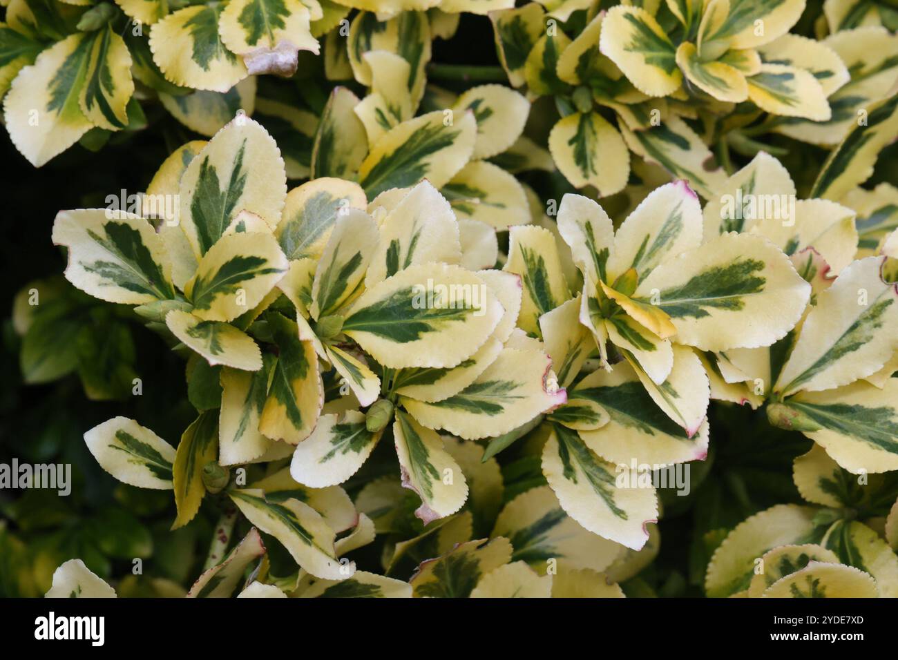 Japanese spindle tree (Euonymus japonicus Stock Photo - Alamy