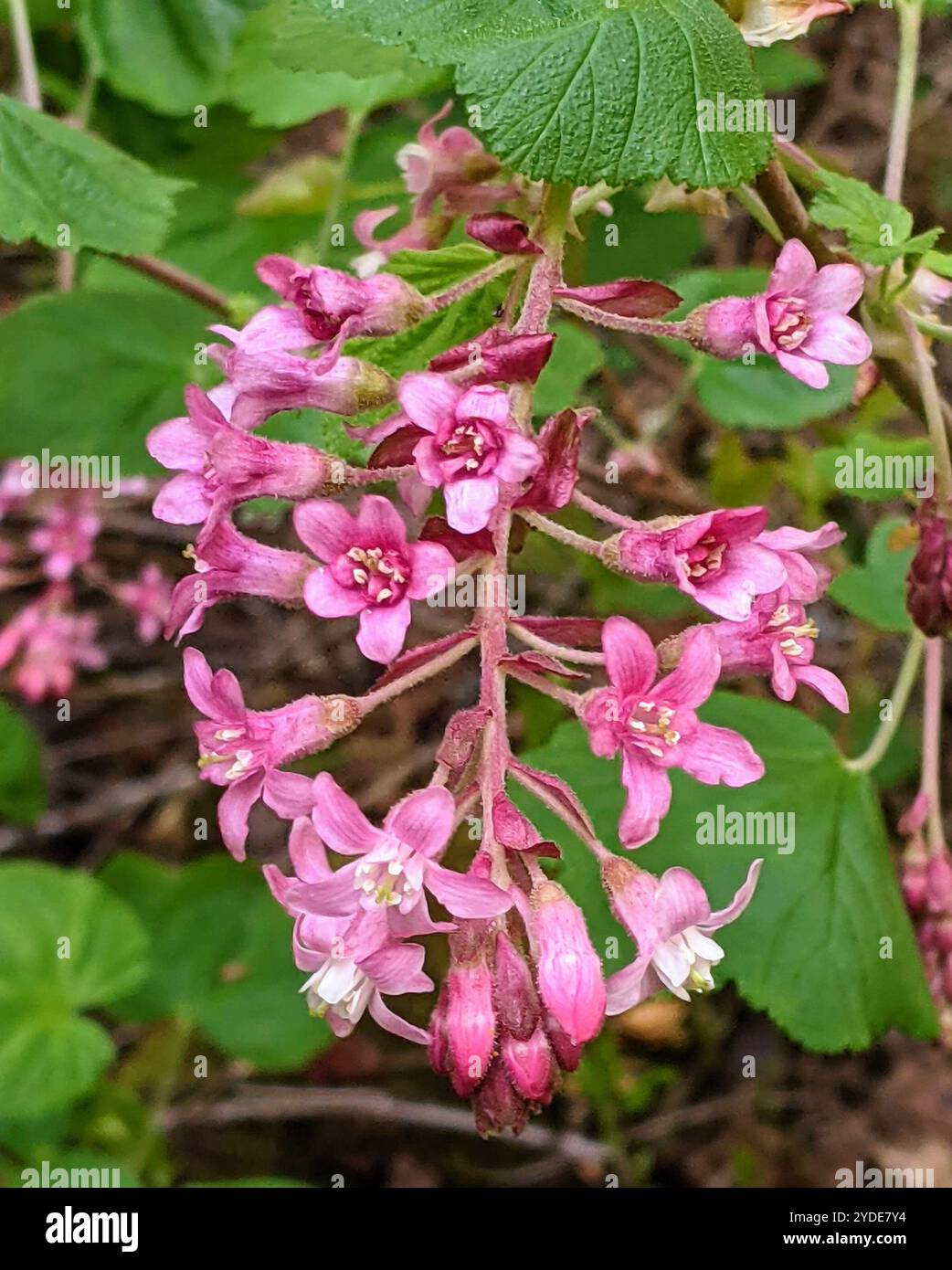 Red-flowering Currant (Ribes sanguineum Stock Photo - Alamy