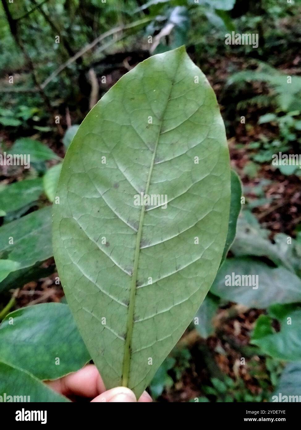 Kanono (Coprosma grandifolia Stock Photo - Alamy