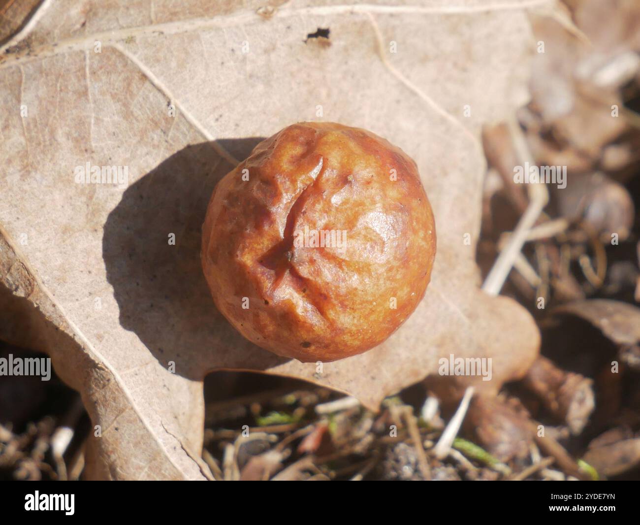 Cherry Gall Wasp (Cynips quercusfolii Stock Photo - Alamy