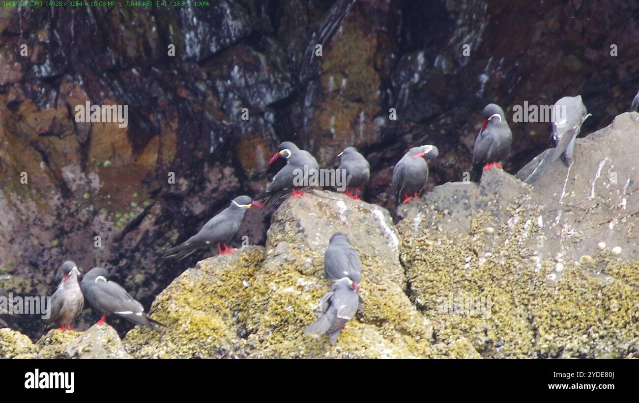 Inca Tern (Larosterna inca Stock Photo - Alamy