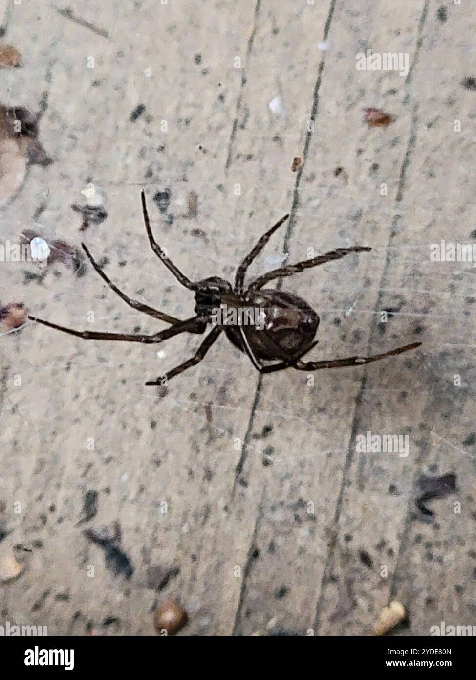 Comb-footed Spiders (Theridiidae Stock Photo - Alamy