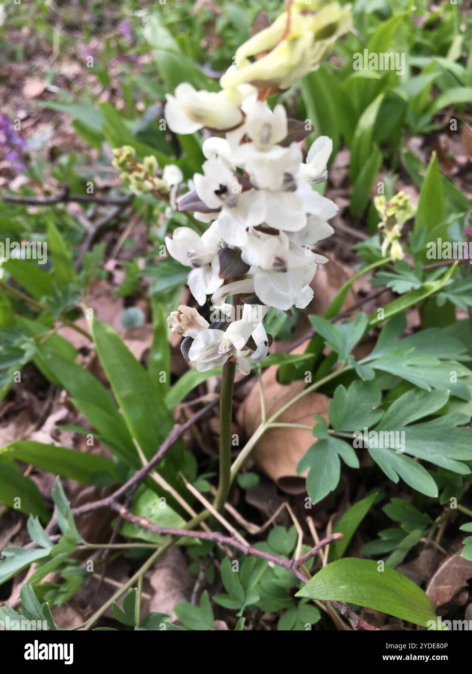 Hollowroot (Corydalis cava Stock Photo - Alamy