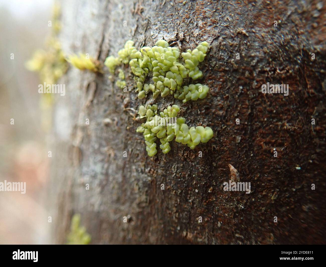 Flat-leaved Scalewort (Radula complanata Stock Photo - Alamy