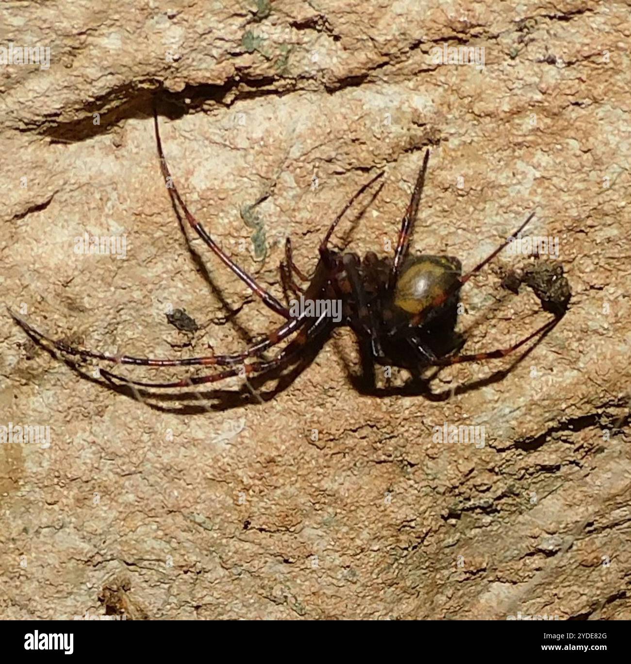 European cave spider (Meta menardi Stock Photo - Alamy