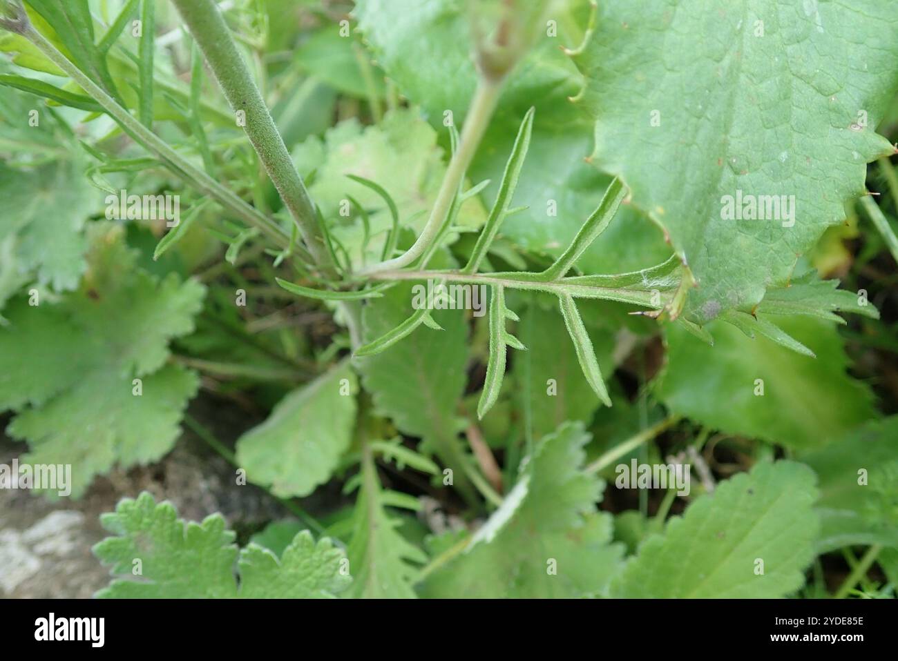 Small Scabious (Scabiosa columbaria Stock Photo - Alamy