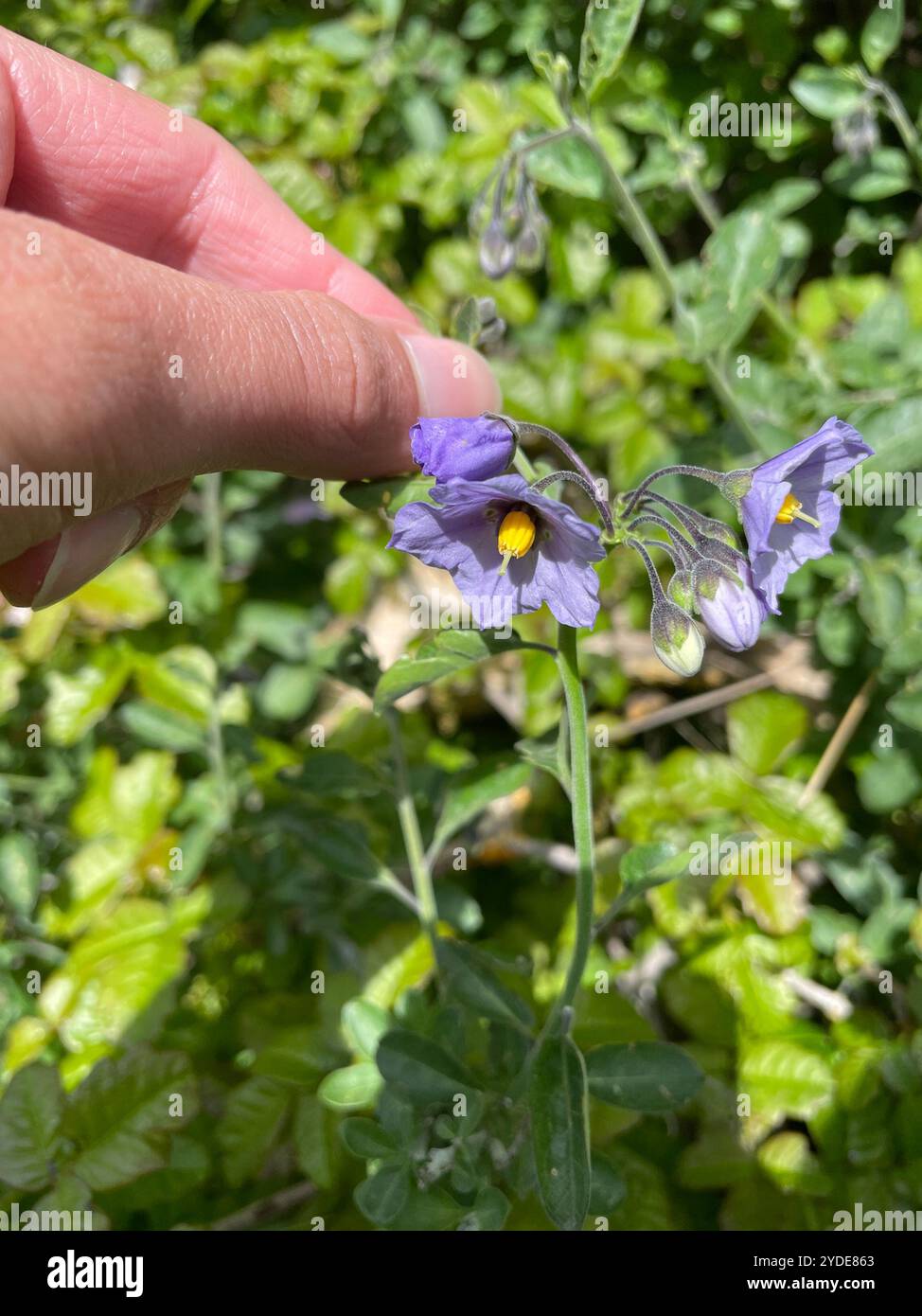 bluewitch nightshade (Solanum umbelliferum Stock Photo - Alamy