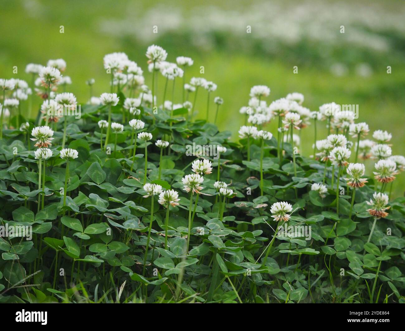 white clover (Trifolium repens Stock Photo - Alamy