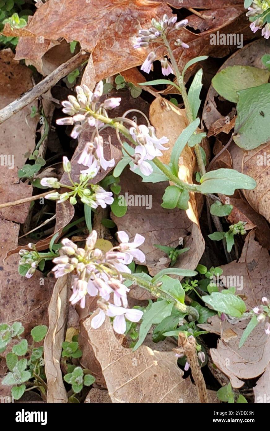 Purple Cress (Cardamine douglassii Stock Photo - Alamy