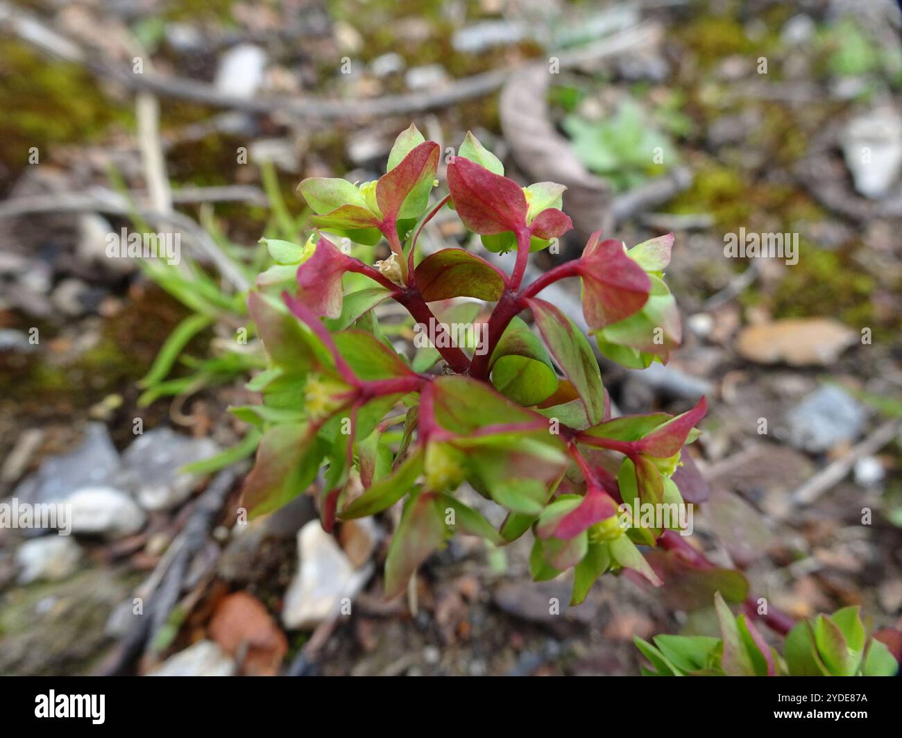 Petty Spurge (Euphorbia peplus Stock Photo - Alamy