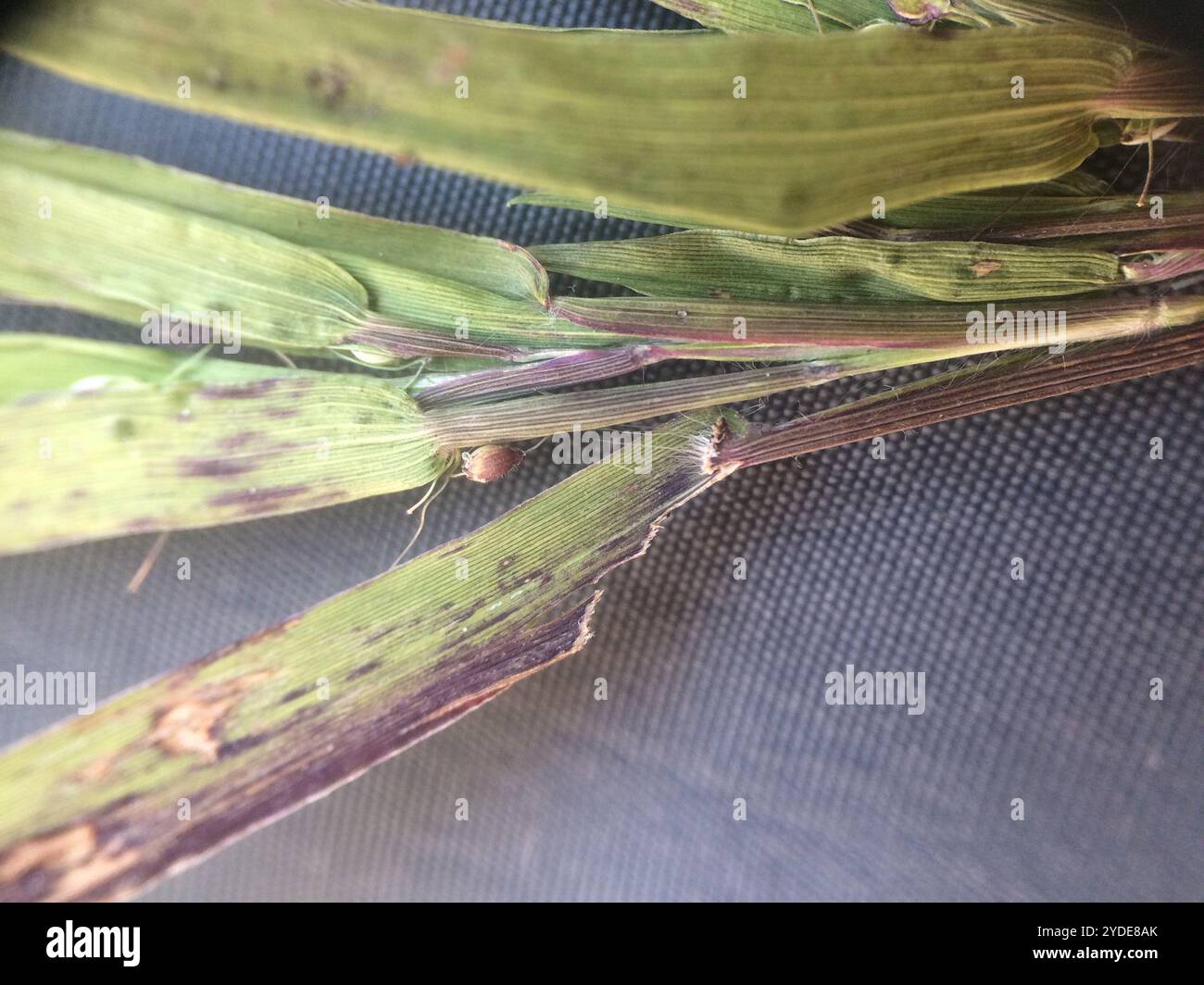 Lindheimer's Panicgrass (Dichanthelium lindheimeri Stock Photo - Alamy