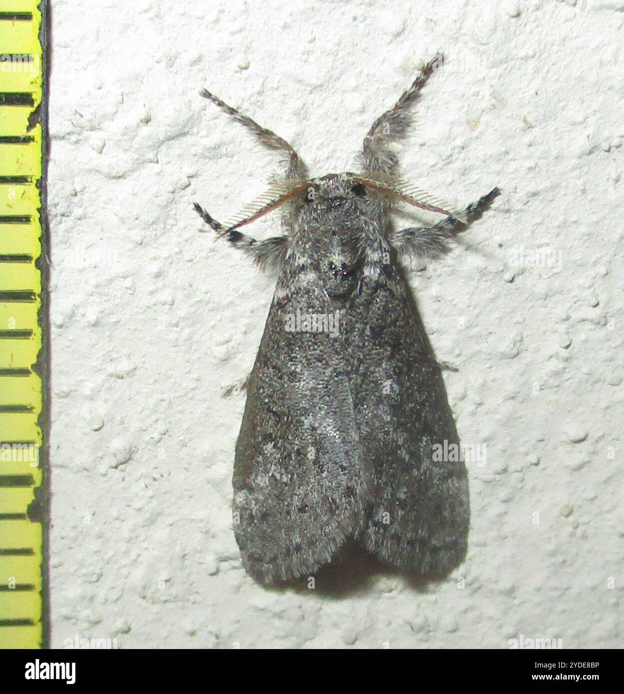 Tussock Moths (Lymantriinae Stock Photo - Alamy