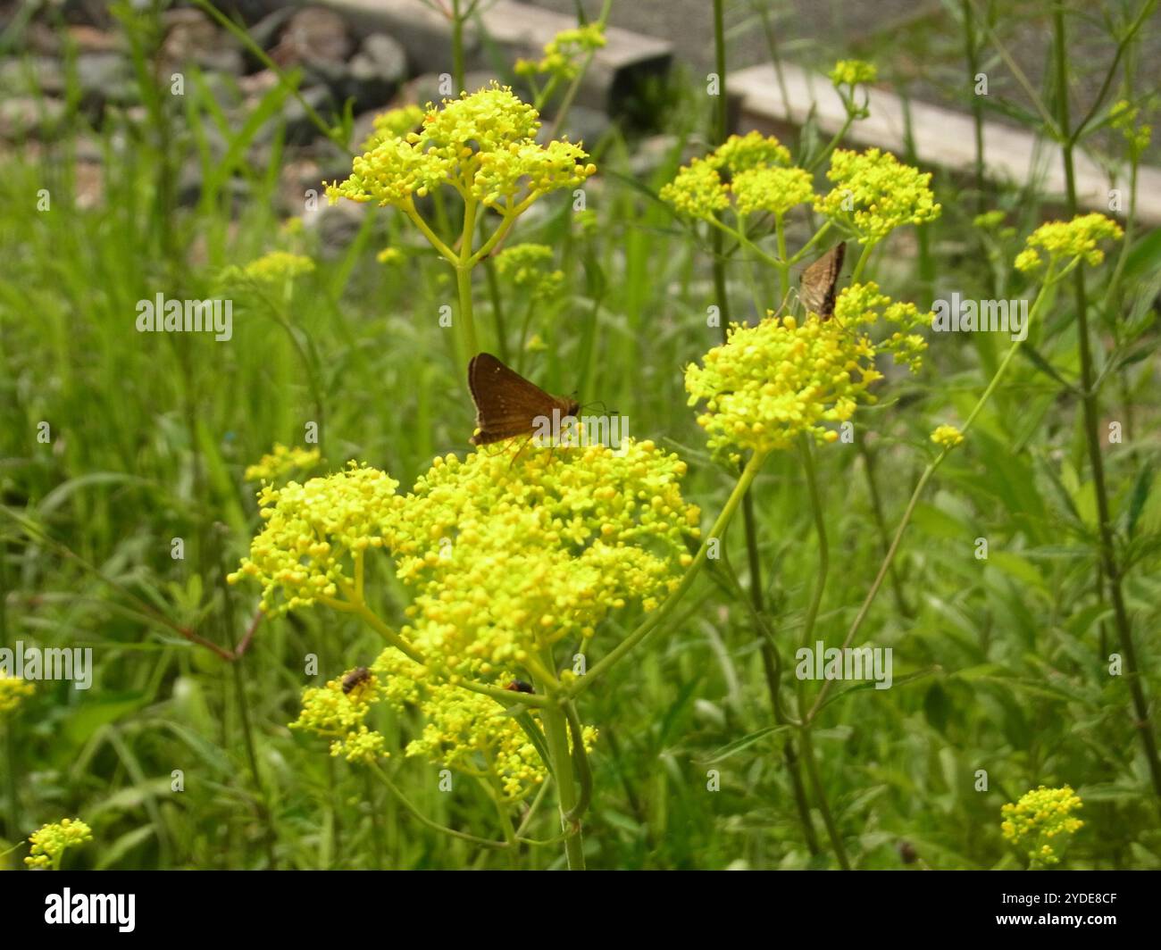 eastern valerian (Patrinia scabiosifolia Stock Photo - Alamy