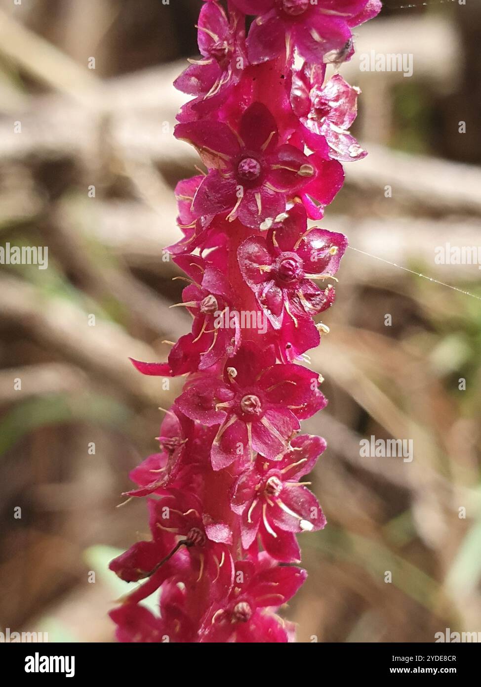 Inkweed (Phytolacca octandra Stock Photo - Alamy