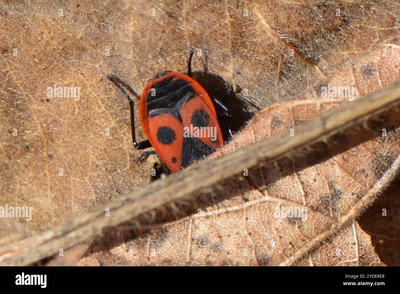 European Firebug (Pyrrhocoris apterus Stock Photo - Alamy