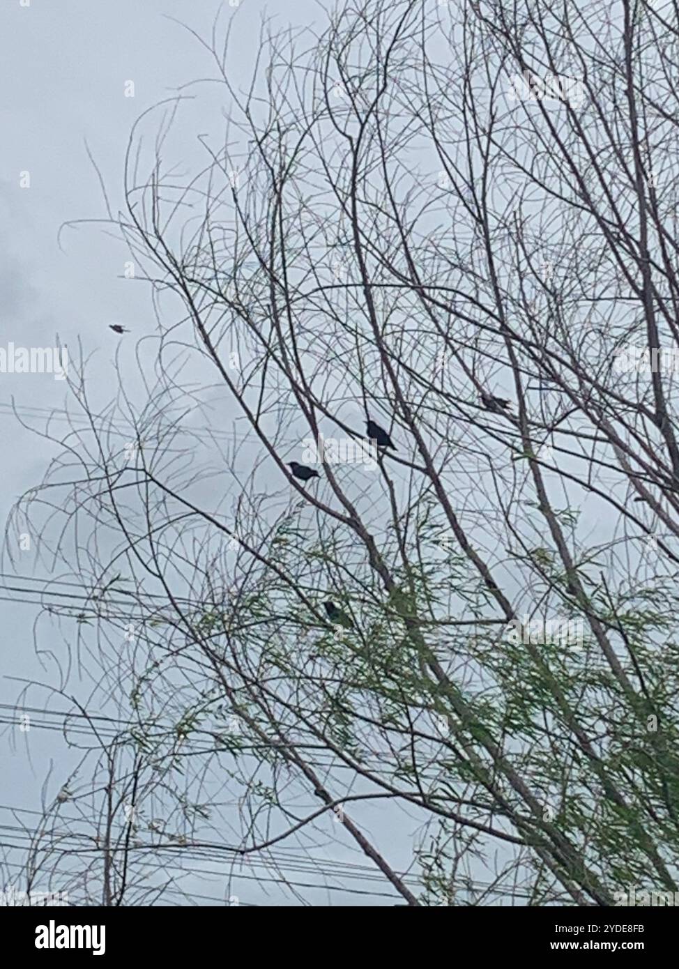 New World Blackbirds and Orioles (Icteridae Stock Photo - Alamy