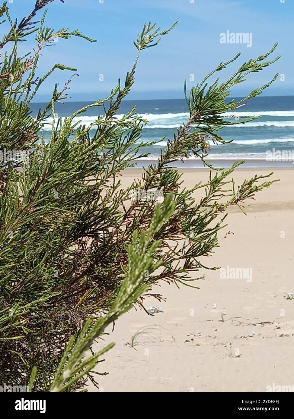 Beach Gonna (Passerina rigida Stock Photo - Alamy