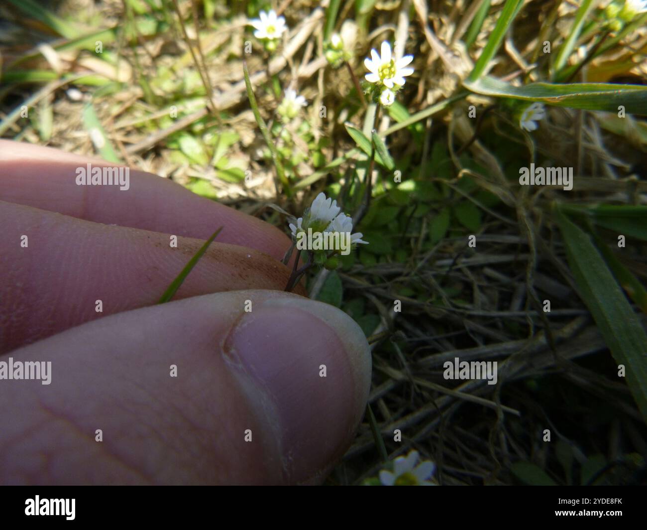 Common Whitlowgrass (Draba verna Stock Photo - Alamy
