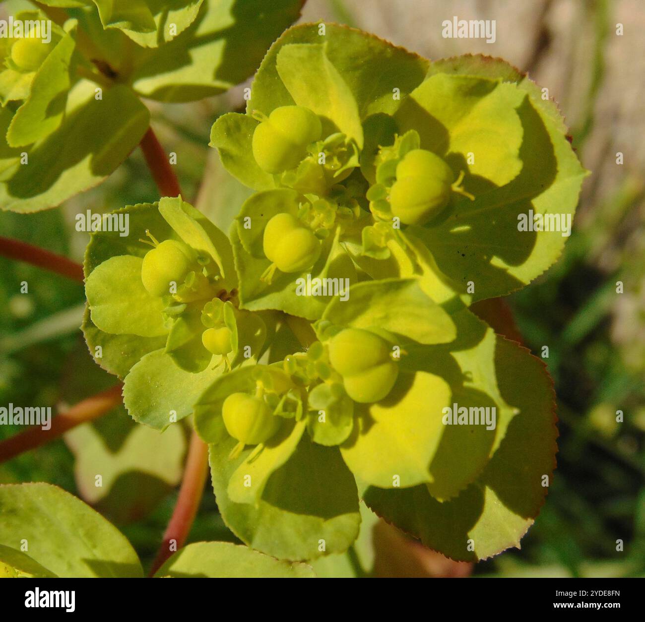 Sun spurge (Euphorbia helioscopia Stock Photo - Alamy