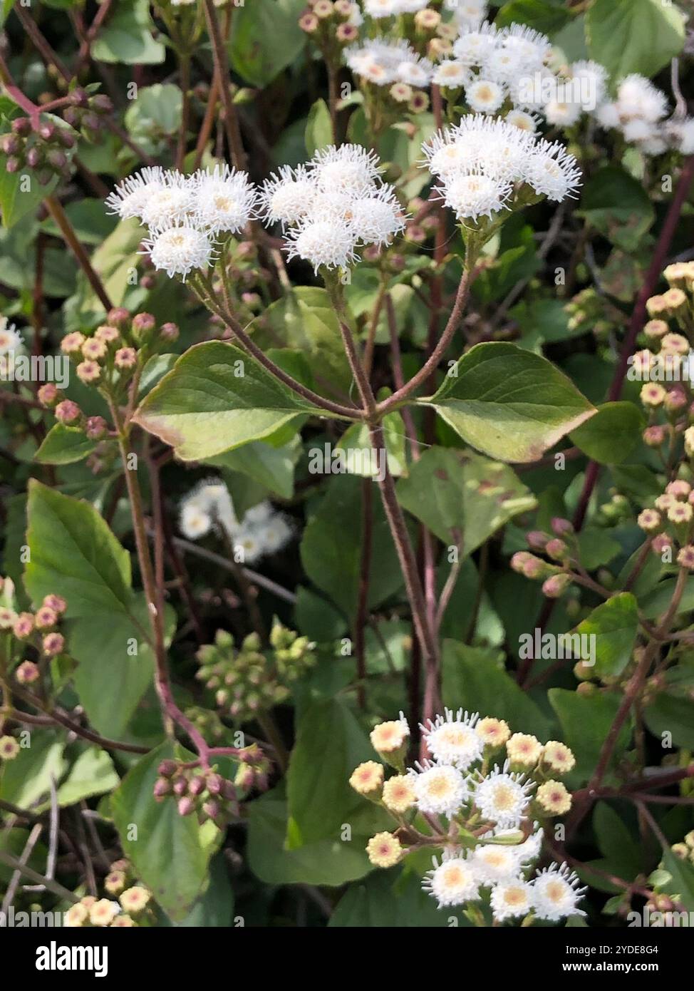 Crofton Weed (Ageratina adenophora Stock Photo - Alamy