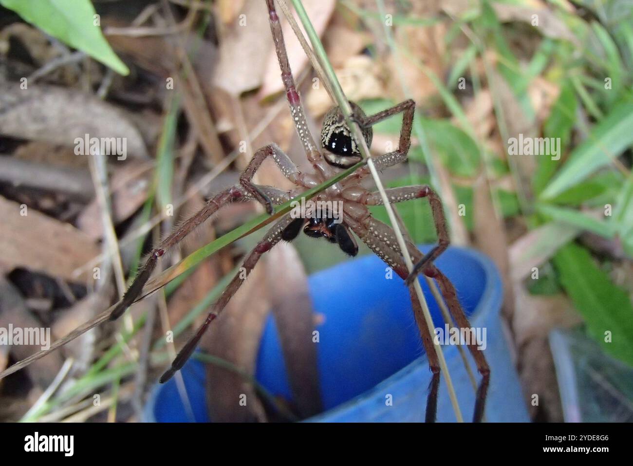Badge Huntsman Spiders (Neosparassus Stock Photo - Alamy