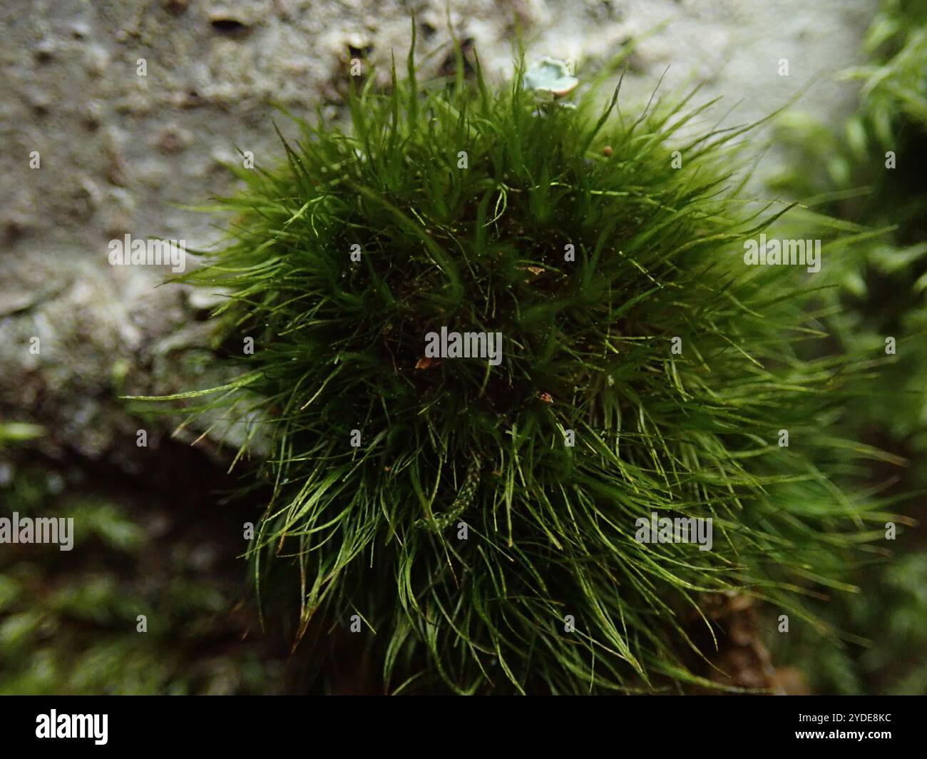 Fragile Fork-moss (Dicranum tauricum Stock Photo - Alamy