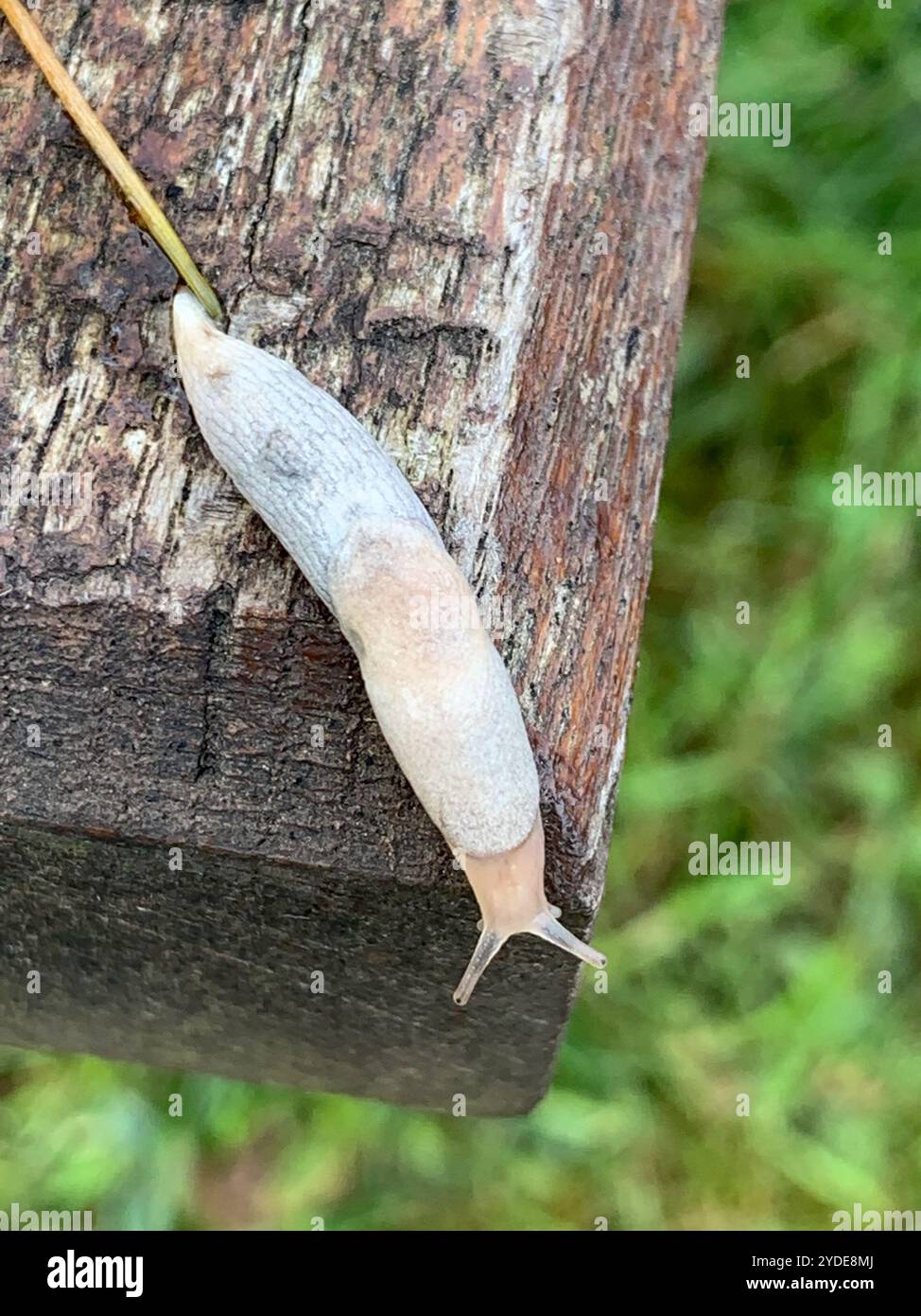 Milky Slug (Deroceras reticulatum Stock Photo - Alamy