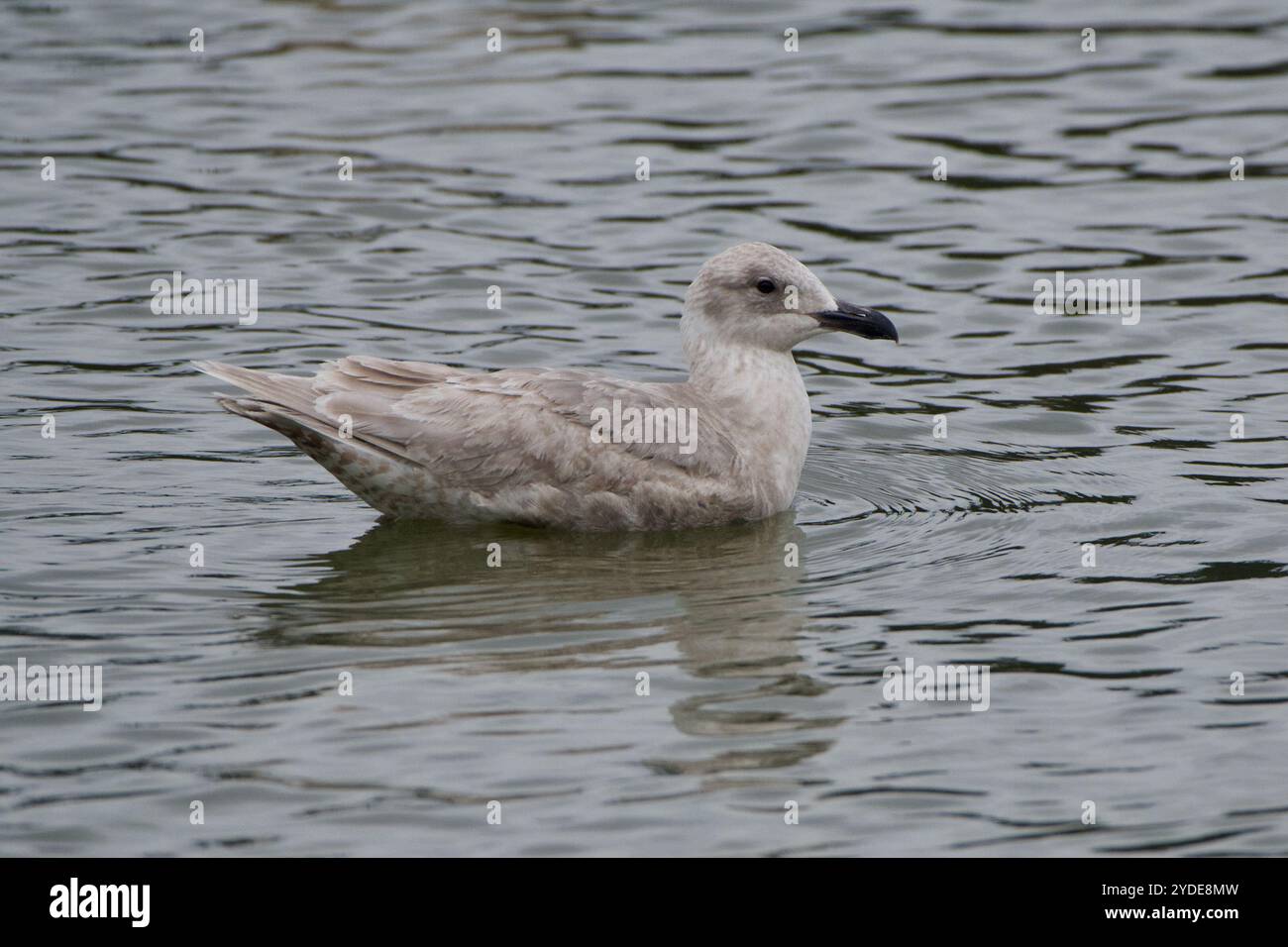 Large White-headed Gulls (Larus Stock Photo - Alamy
