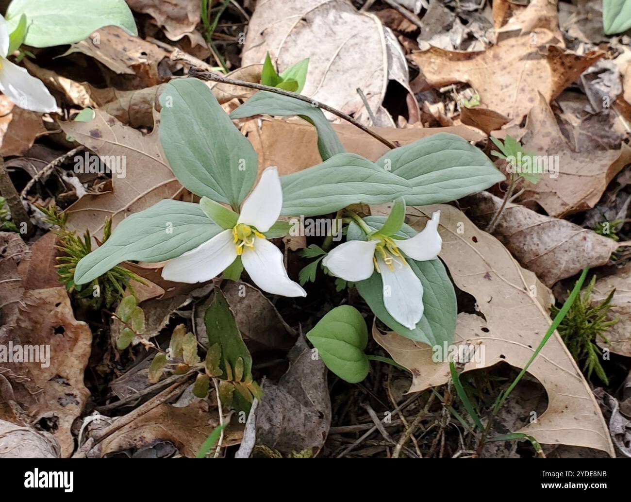 snow trillium (Trillium nivale Stock Photo - Alamy